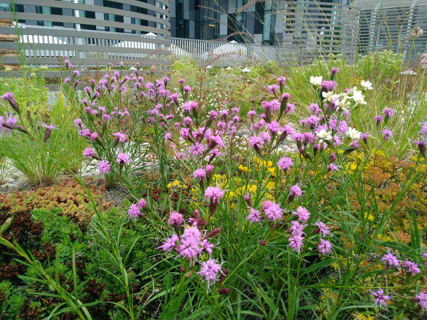 Green Roofs | Services - Ecological Garden Design - Natvik Design Inc ...