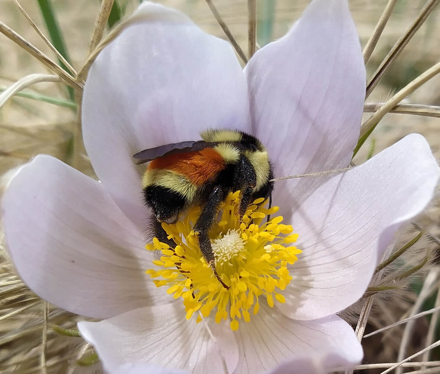 Nature Photography | Services - Ecological Garden Design - Natvik ...