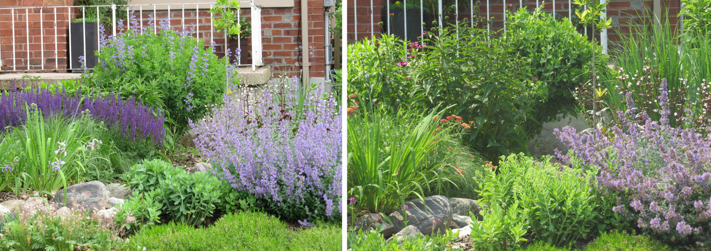 Rain Gardens | Services - Ecological Garden Design - Natvik Design Inc ...